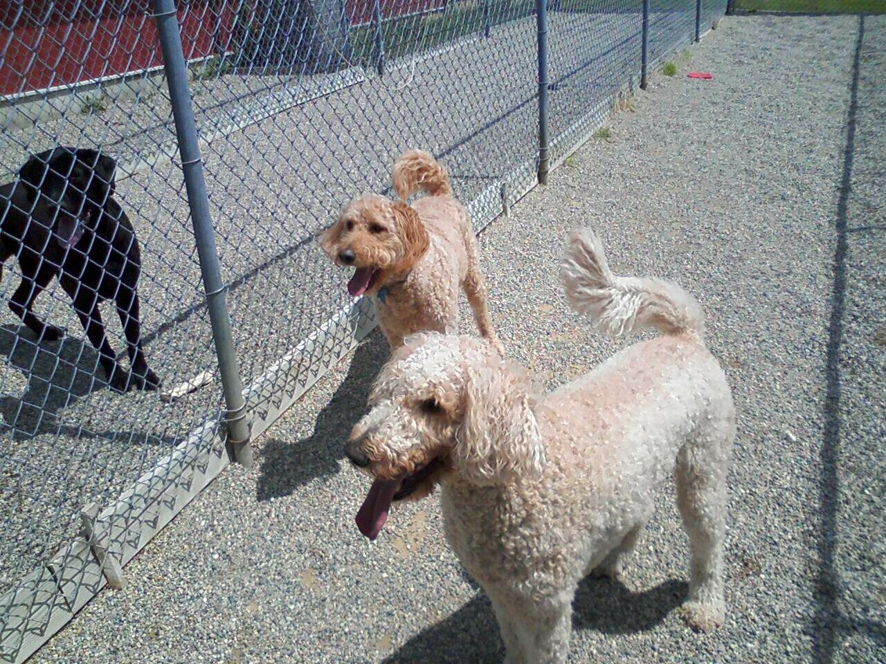 About Us - Red Barn Pet Resort